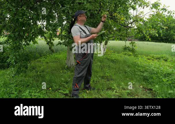 Gardener in gray overalls stands beneath a tree, inspecting branches ...