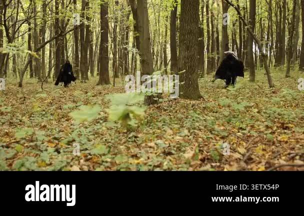 enemys attack, forest path, occult forest. Two hooded individuals ...