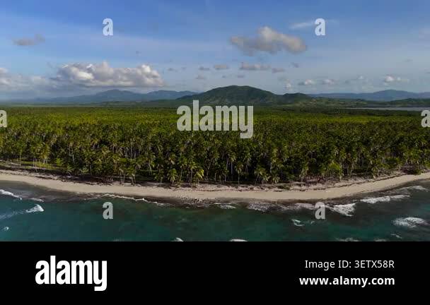 Drone slowly pulls away from a tropical beach, revealing a vast palm ...