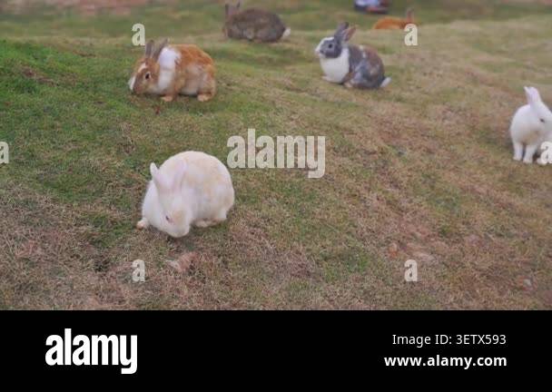 Group of diverse fluffy rabbits grazing on a grassy hillside in the ...