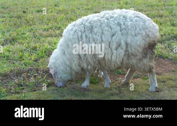 A fluffy white sheep with thick wool grazing on a grassy field in a ...
