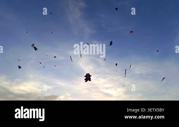 Footage of dozens of traditional Balinese kites flying under a blue sky ...