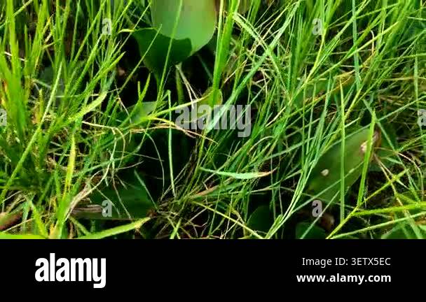 Cinematic footage of common water hyacinth growing across a freshwater ...