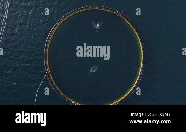 Drone footage of circular aquaculture fish farming pens in Lofoten ...