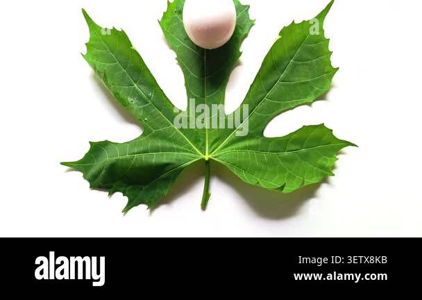 Studio shot of a single raw white chicken egg placed directly over a ...