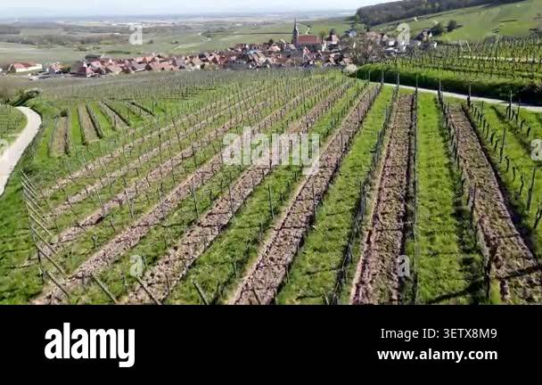 Aerial drone view over rows of hillside vineyards above a half-timbered ...