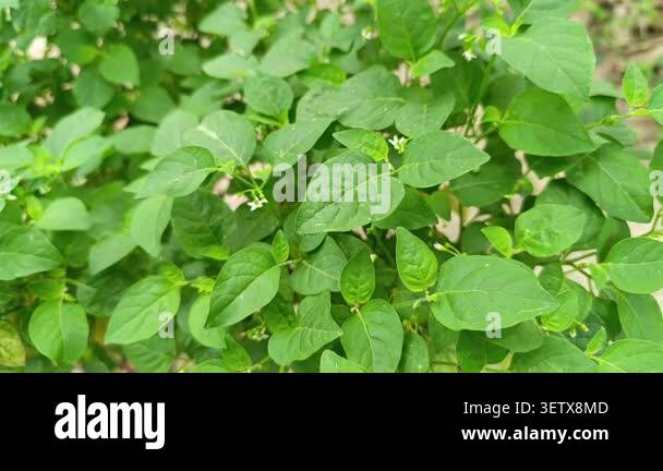 Close up view of wild green hierba mora Solanum americanum leaves ...