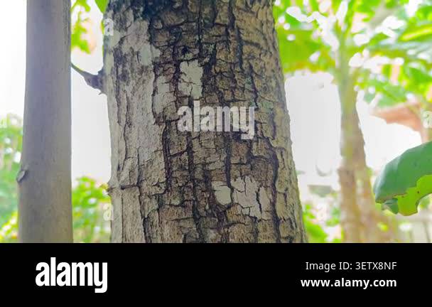Close up view of the textured brown bark and wooden trunk of a local ...