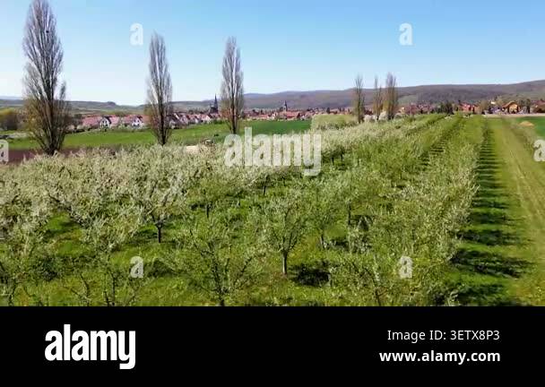 Aerial drone view flying over rows of flowering fruit orchards and ...