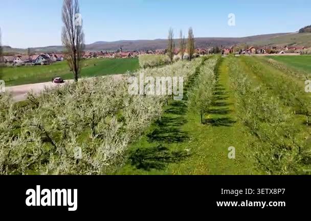 Aerial drone view over rows of blossoming orchard trees and green ...
