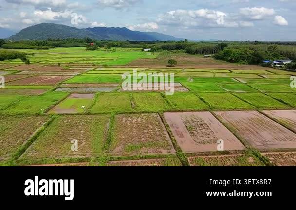 Panoramic footage of rectangular rice cultivation plots in Asian ...