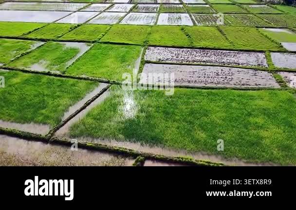 Agricultural video showcasing green rice fields divided by mud paths ...