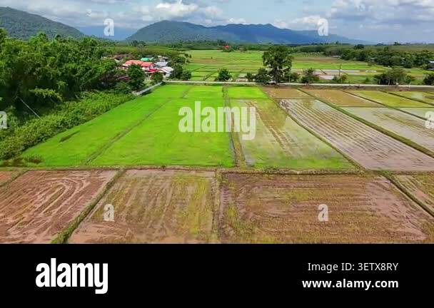 Panoramic footage of rectangular rice cultivation plots in Asian ...
