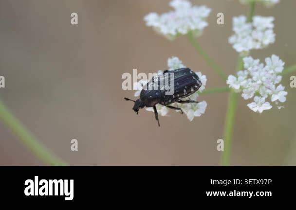 White-spotted rose beetle feeding on an Apiaceae flower, Beniarres ...