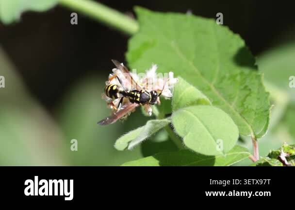 Paper Wasp Feeding on a Wild Flower, Beniarres, Spain Stock Video ...