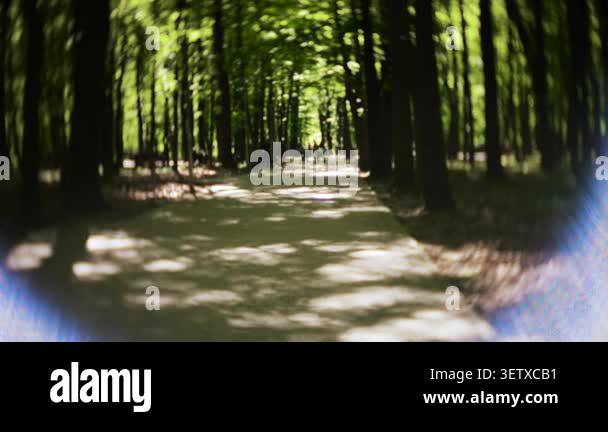 Sunny park alley with walking people and bright lens flare. Cinematic ...