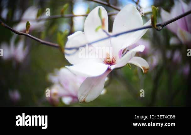 Magnolia flowers bloom on a tree in spring. White pink buds sway gently ...