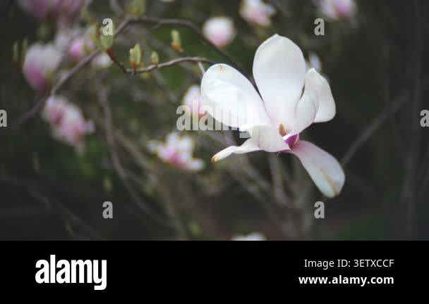 Beautiful white magnolia flower blooming on a tree branch in spring ...