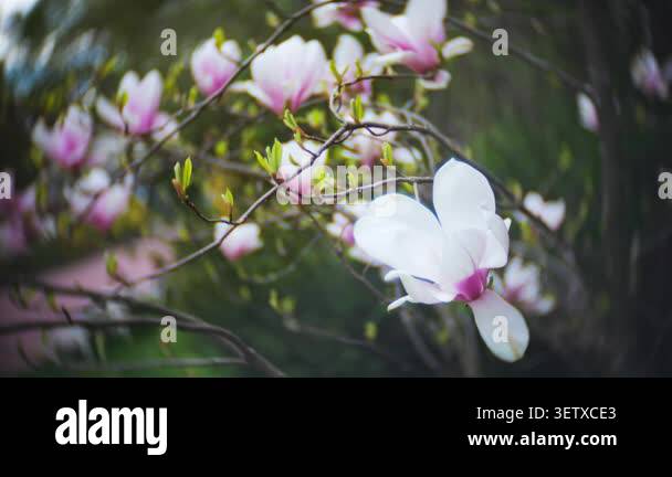 Beautiful pink and white magnolia blossoms sway gently on a tree branch ...