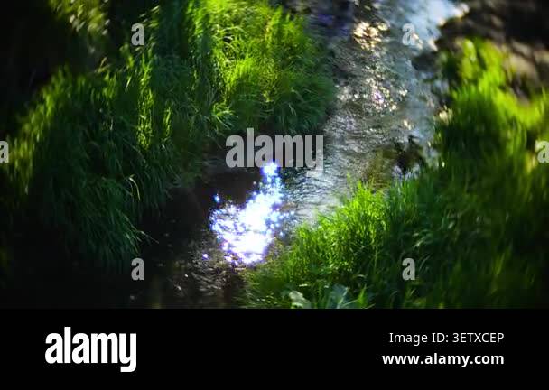 Sunlight filters through dense green trees illuminating a small creek ...