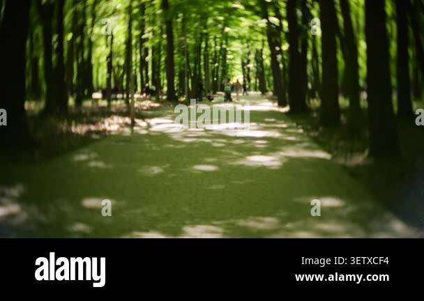 Sunny park alley with walking people and bright lens flare. Cinematic ...