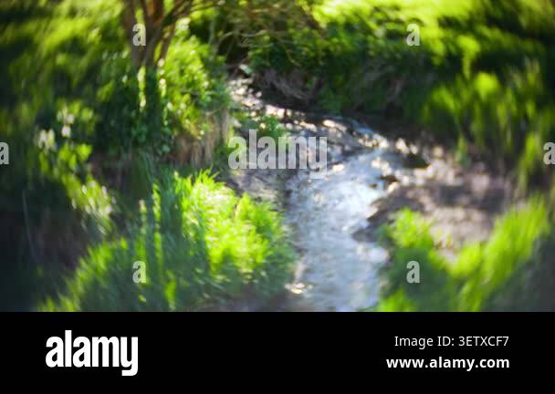 Sunlight filters through dense green foliage and moss near a stream ...