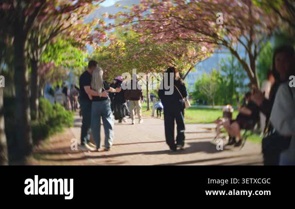 People stroll along a beautiful blooming sakura alley in the public ...