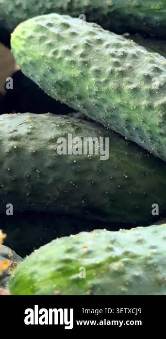 Recently picked cucumbers gathered in basin with fresh green skin and ...