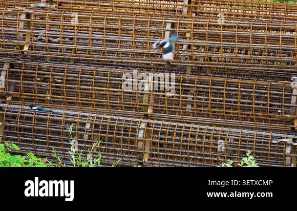 Magpies jump on rusty reinforced steel pile frames at a construction ...