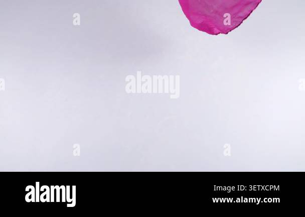 Slow motion bright pink silk fabric slowly falling over a clean white ...