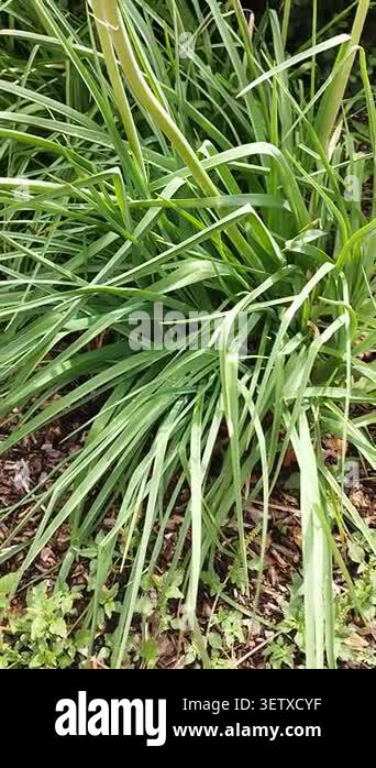 A blooming red hot poker (Kniphofia) shown from the bottom up, starting ...