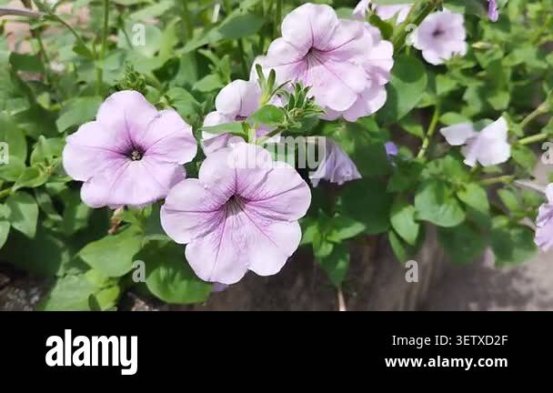 Pale purple petunia (Petunia) flowers sway in the wind on a sunny day ...