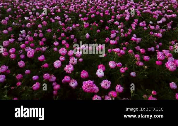 Peony fields taken from a drone . High quality 4k footage Stock Video ...