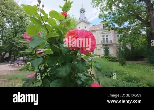 Siofok Hungary May 31 2026 Commercial stock video featuring blooming ...
