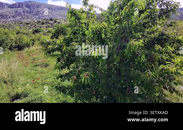 Harmankoy, famous for its canyon and cherry trees, is located in the ...