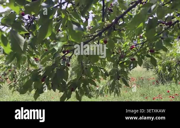 Harmankoy, famous for its canyon and cherry trees, is located in the ...