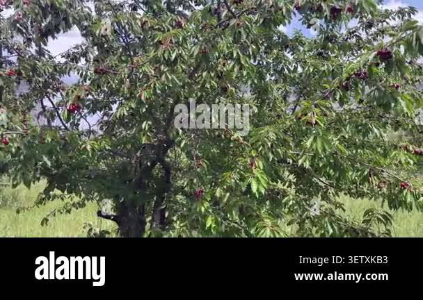 Harmankoy, famous for its canyon and cherry trees, is located in the ...