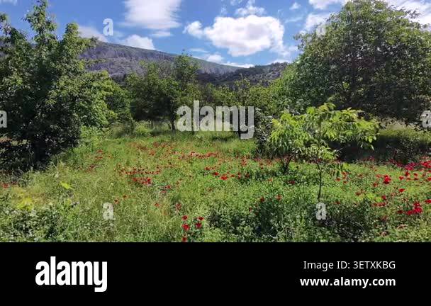Harmankoy, famous for its canyon and cherry trees, is located in the ...