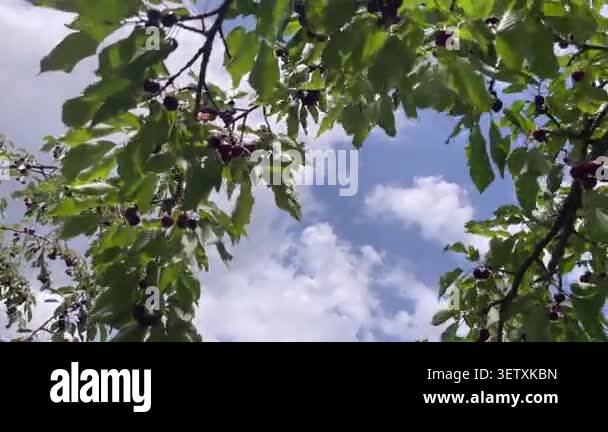 Harmankoy, famous for its canyon and cherry trees, is located in the ...