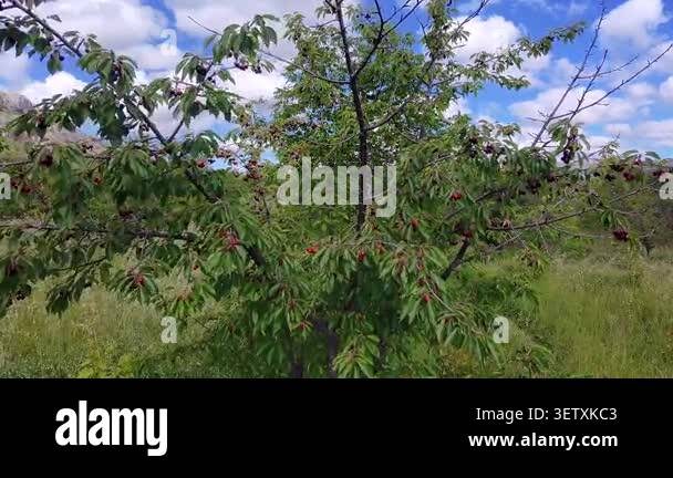 Harmankoy, famous for its canyon and cherry trees, is located in the ...