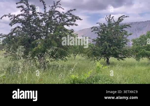 Harmankoy, famous for its canyon and cherry trees, is located in the ...