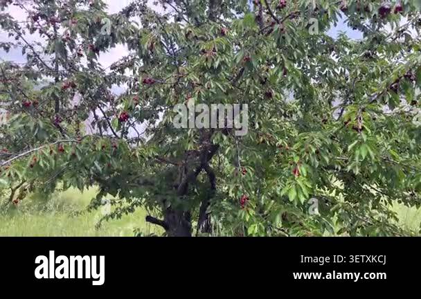 Harmankoy, famous for its canyon and cherry trees, is located in the ...