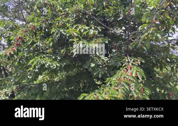 Harmankoy, famous for its canyon and cherry trees, is located in the ...