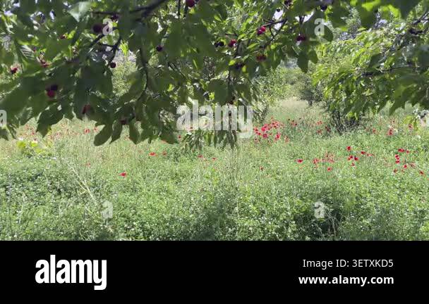 Harmankoy, famous for its canyon and cherry trees, is located in the ...