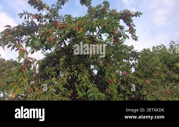 Harmankoy, famous for its canyon and cherry trees, is located in the ...
