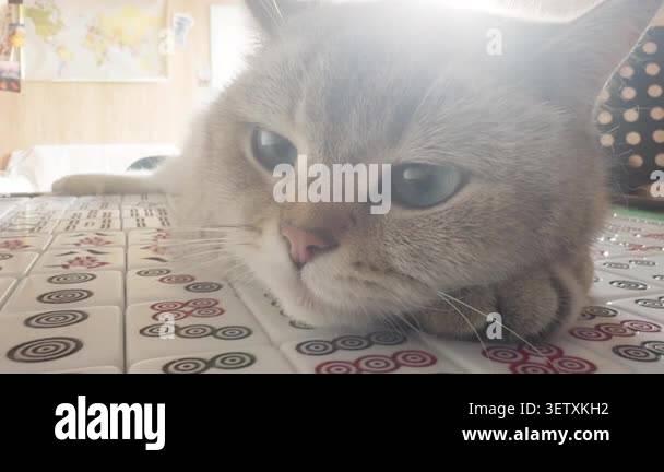 closeup of an adorable cat resting in chongqing china Stock Video ...