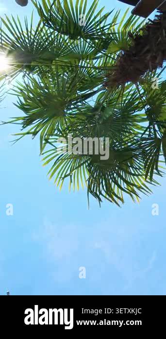 Looking up through tropical palm leaves with sunlight and clear blue ...