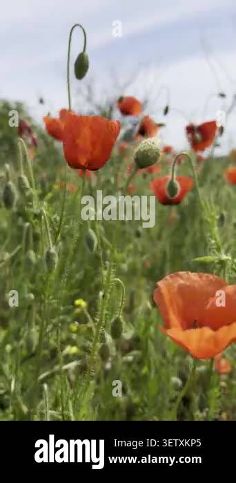 Wild red poppies blooming in a green summer meadow under a blue sky ...