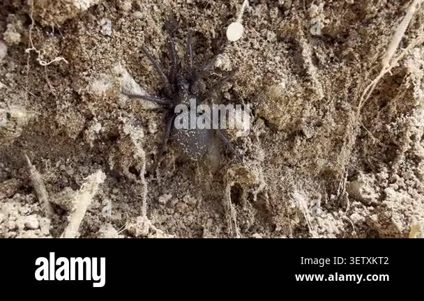 Macro close-up of a glossy black burrowing purse-web spider at its silk ...