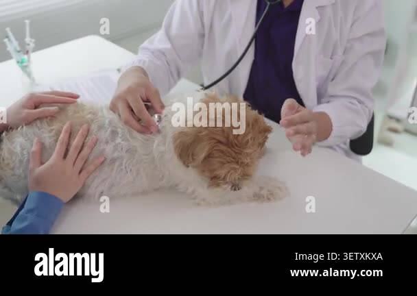 A female veterinarian is vaccinating a puppy. The veterinarian is ...